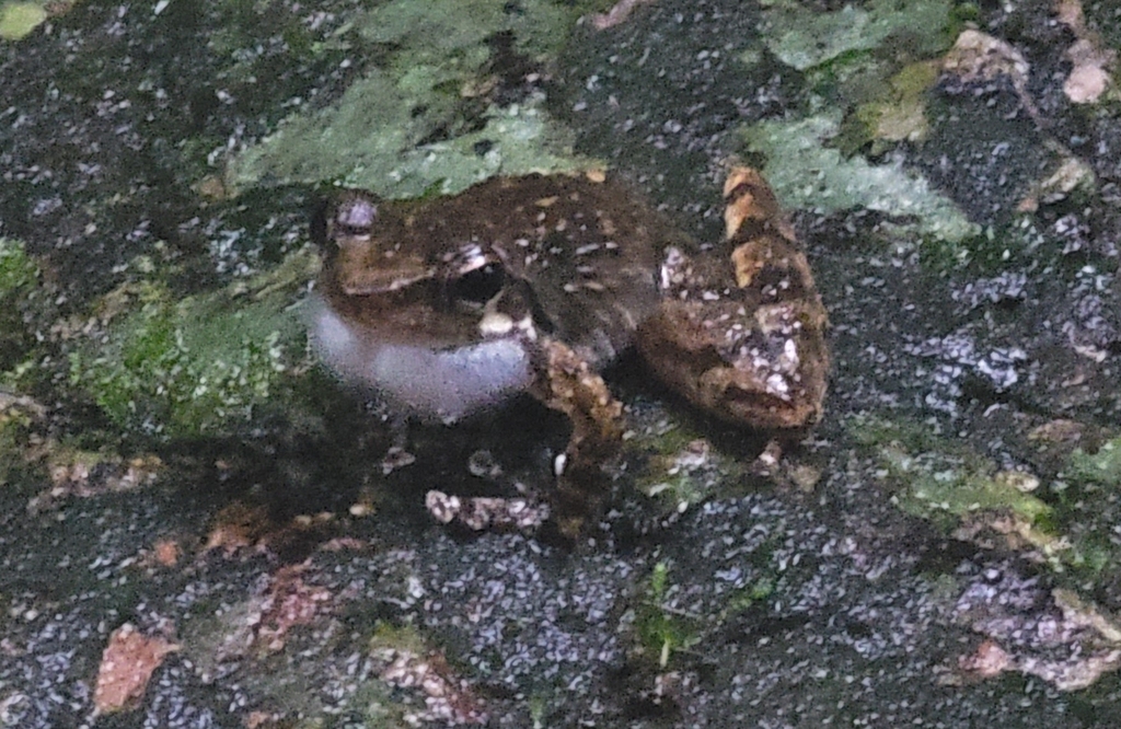 Amolops torrentis in November 2023 by Amaël Borzée · iNaturalist