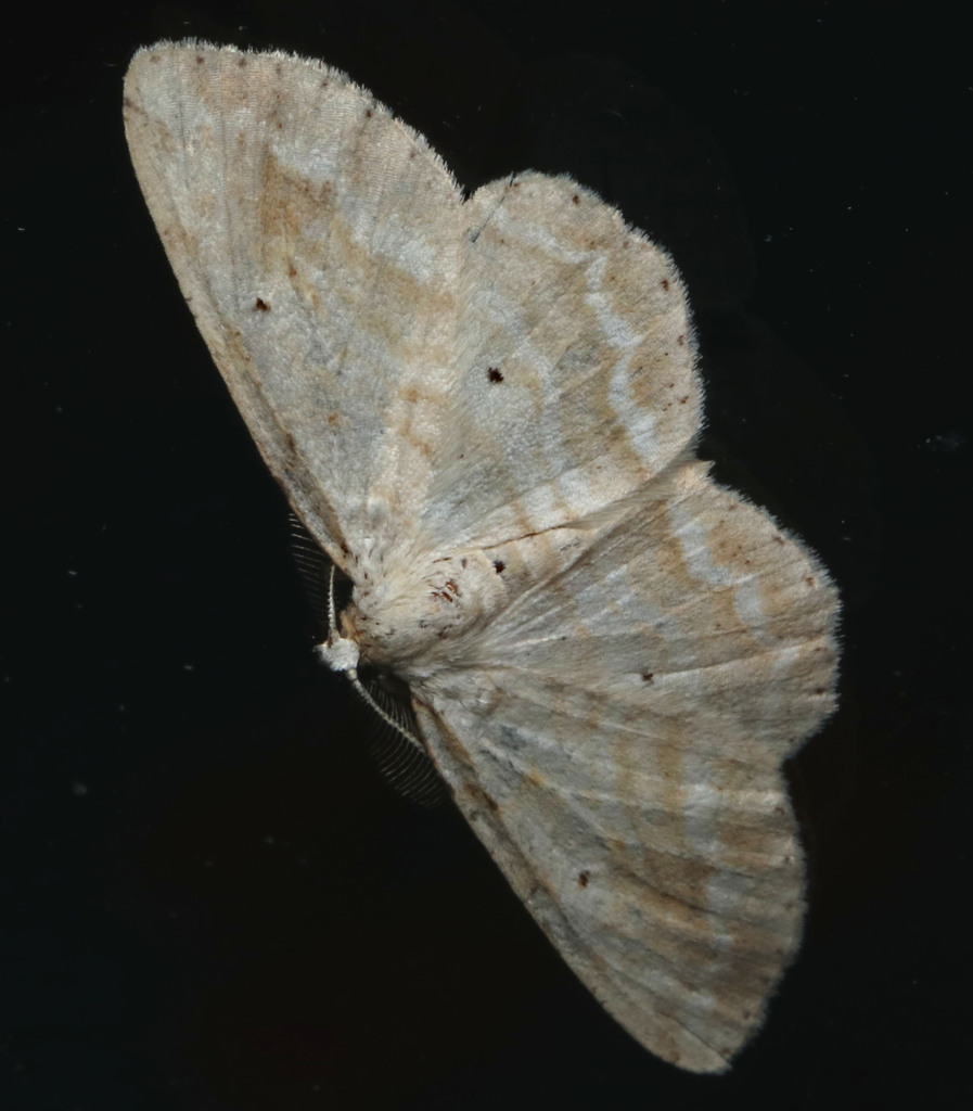 Syneora in October 2023 by juliegraham173 · iNaturalist