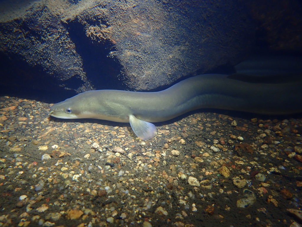 Japanese Eel in November 2023 by Tse Chung Yi · iNaturalist