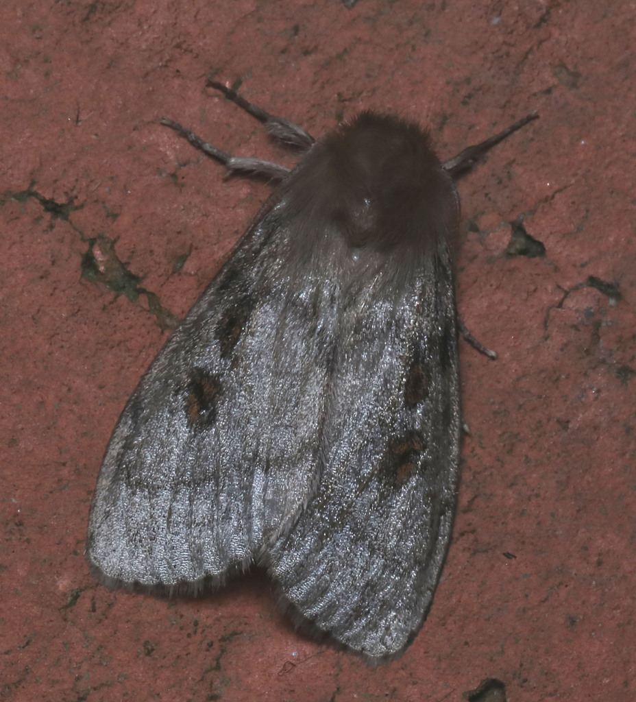 White Cedar Moth in October 2023 by juliegraham173 · iNaturalist