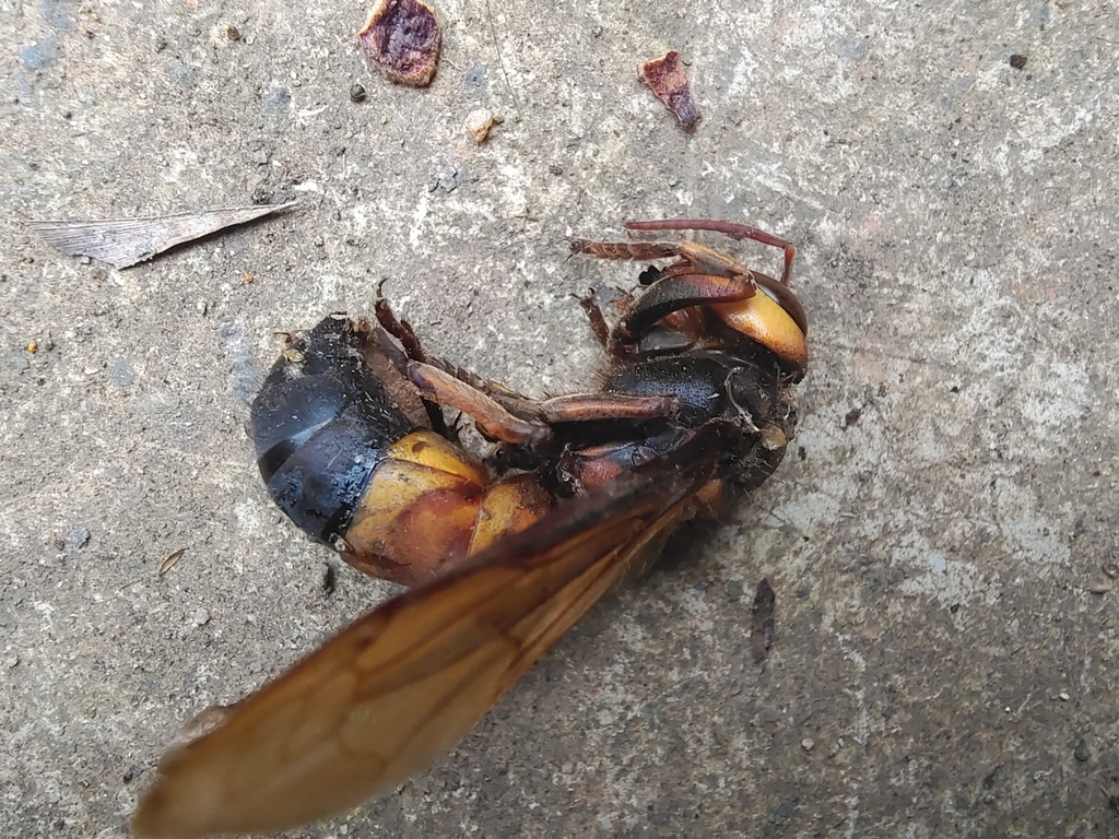 Southern Giant Hornet from Yichun, CN-JX, CN on November 3, 2023 at 05: ...