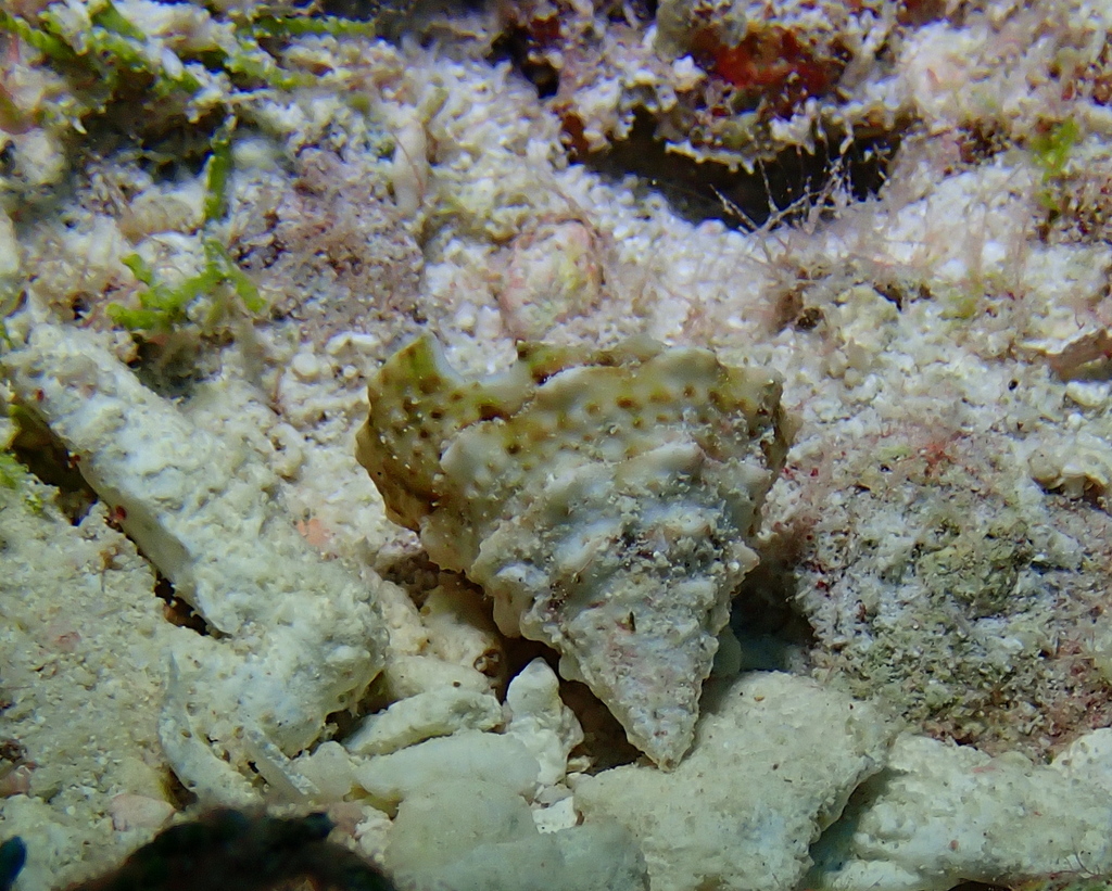 Top Snails from Funafuti, Tuvalu on October 29, 2023 at 03:17 PM by ...