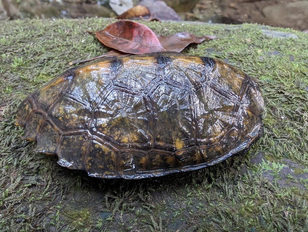 Japanese pond turtle in November 2023 by K_Kawashima · iNaturalist