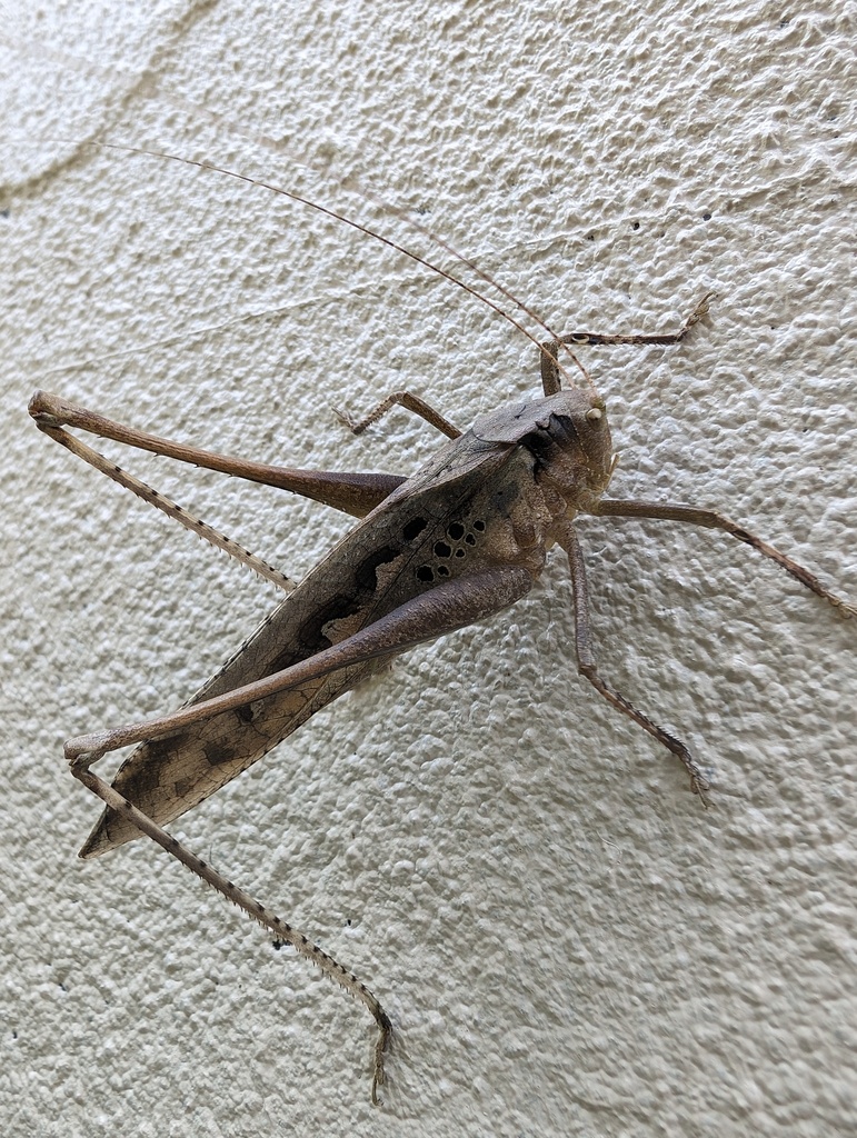 Mecopoda from 日本、〒891-3101 鹿児島県西之表市西之表 on October 26, 2023 at 02:11 PM by K_Kawashima · iNaturalist