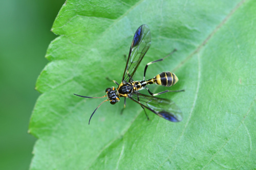 Athlophorus pilifrons · iNaturalist