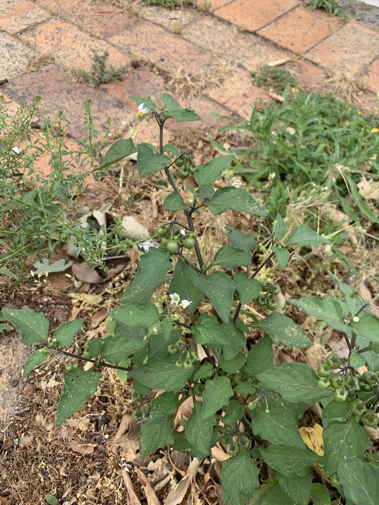 black nightshade from Victoria Street, Stellenbosch, WC, ZA on November ...