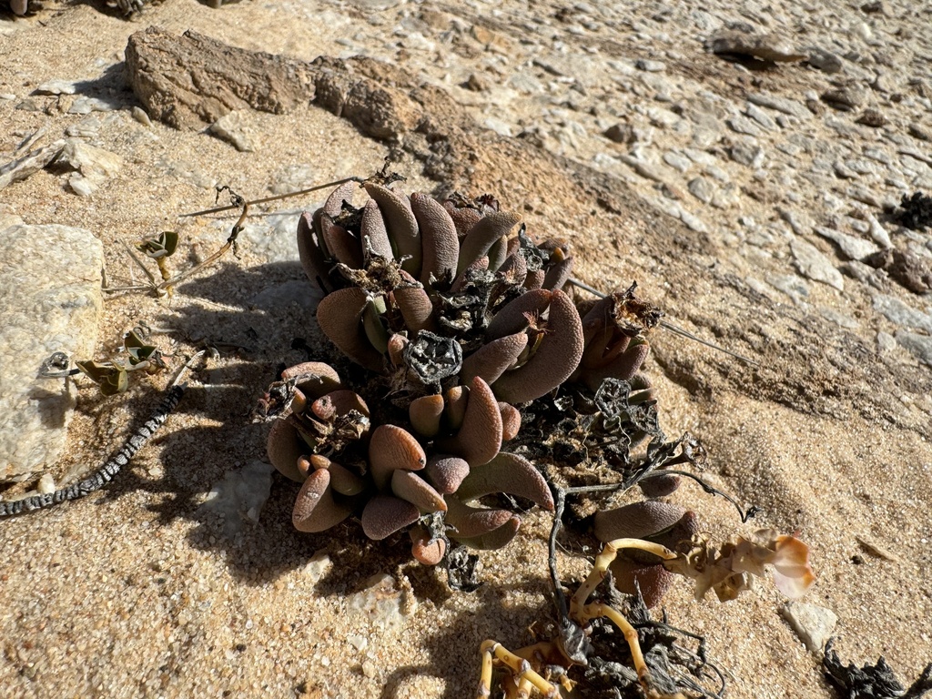 Hereroa puttkameriana from Namib-Naukluft Nasionale Park, Erongo, NA on ...