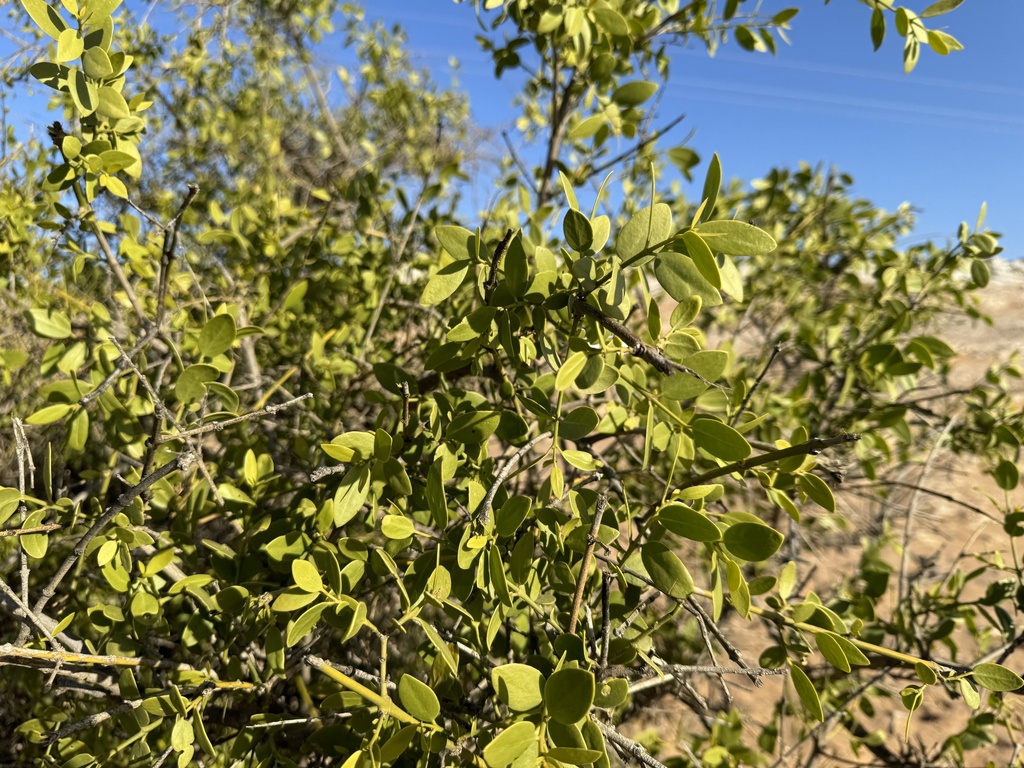 toothbrush tree from Namib-Naukluft Nasionale Park, Erongo, NA on ...