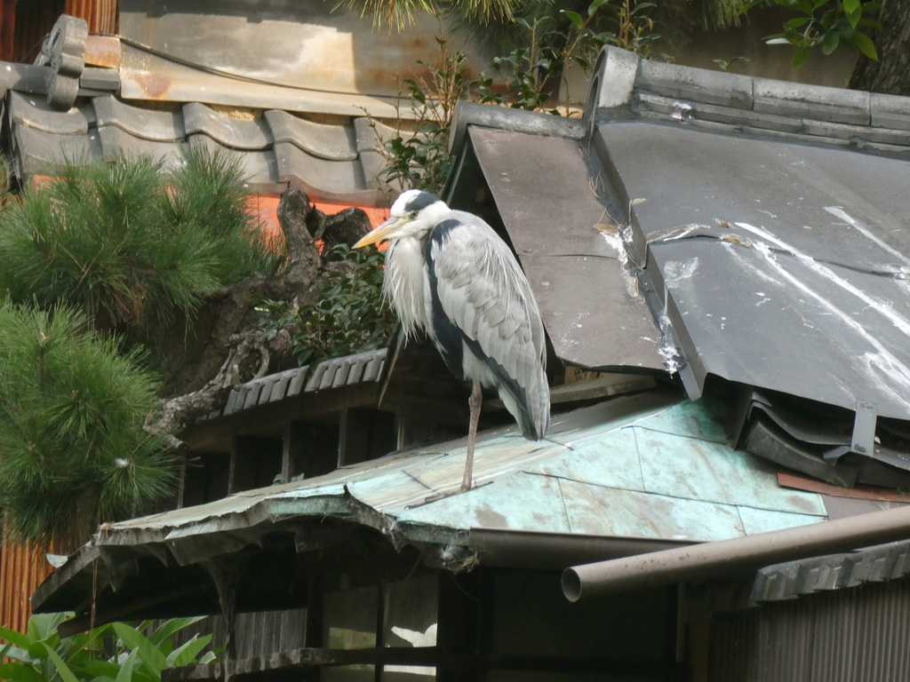 Grey Heron from Higashiyama Ward, Kyoto, Japan on October 27, 2023 at ...