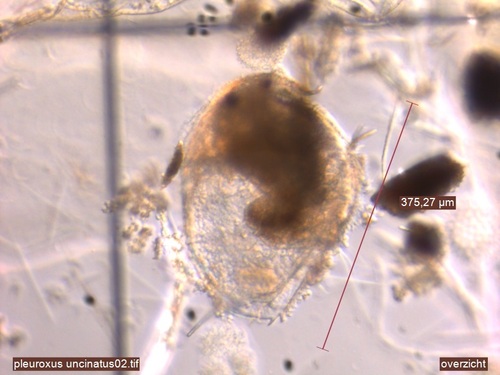 Pleuroxus uncinatus · iNaturalist