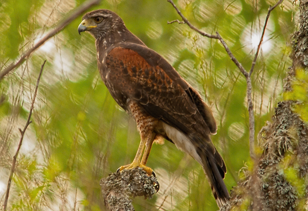 Harris's Hawk from Islas del Ibicuy, Entre Ríos, Argentina on September ...