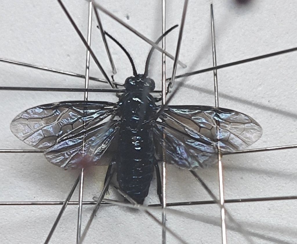 Azalea Argid Sawfly from 华南植物园 on October 29, 2023 by rverbemliu ...