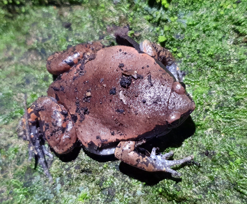 Sheep Frog from Puntarenas Province, Monteverde, Costa Rica on ...