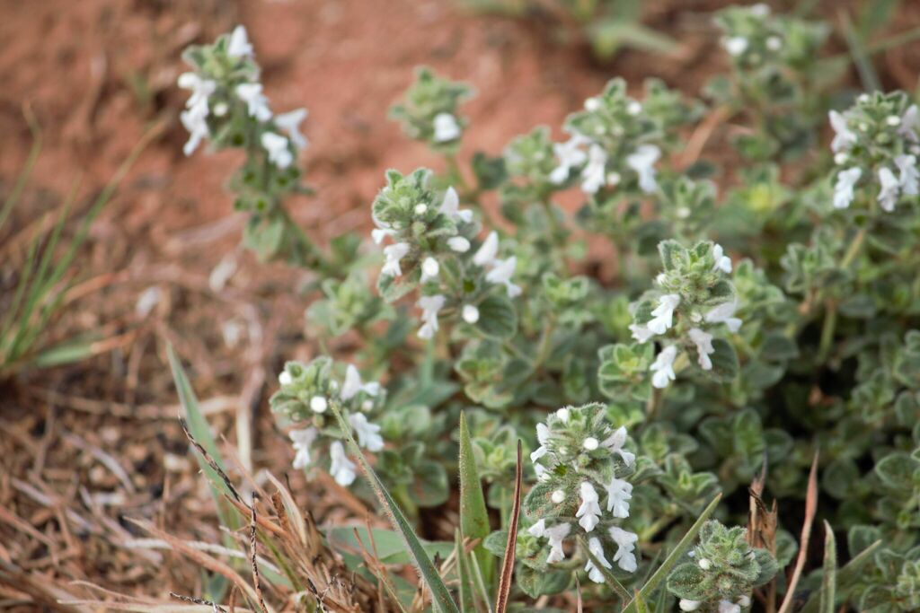 Bugle Plant from West Rand District Municipality, South Africa on ...