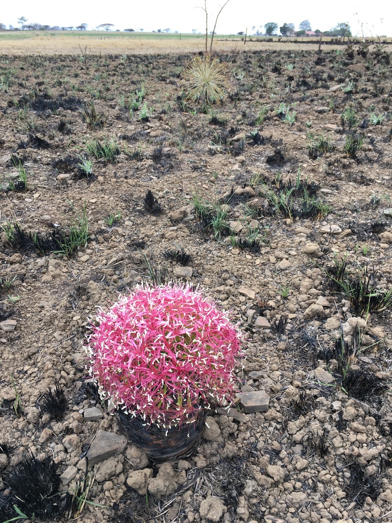 Poison-bulb from uMgungundlovu District Municipality, South Africa on ...