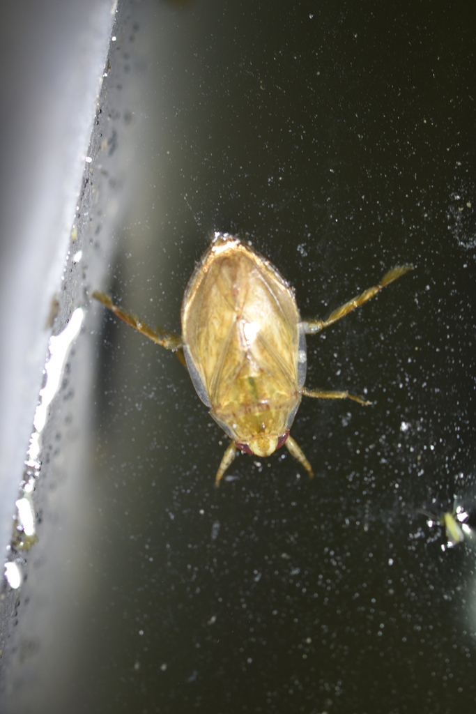 Diplonychus in August 2022 by Karl Feng · iNaturalist