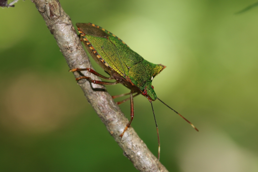 Japanese Stink Bug from 日本、〒034-0303 青森県十和田市法量 on August 15, 2016 at 02 ...