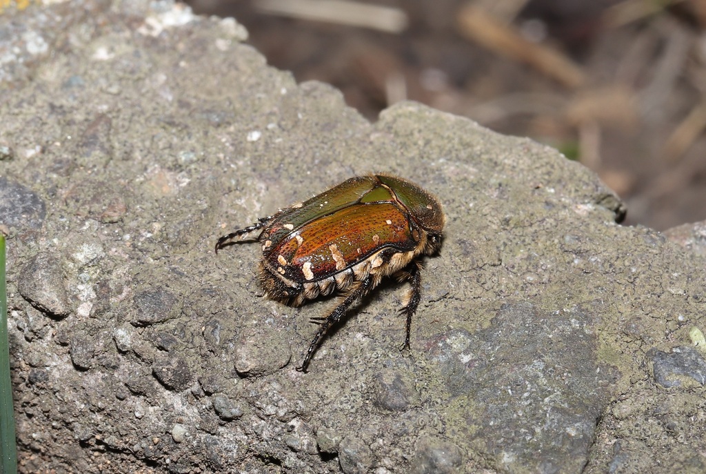 Blue Flower Chafer from Токай, Ота, Токио 143-0001, Япония on November ...