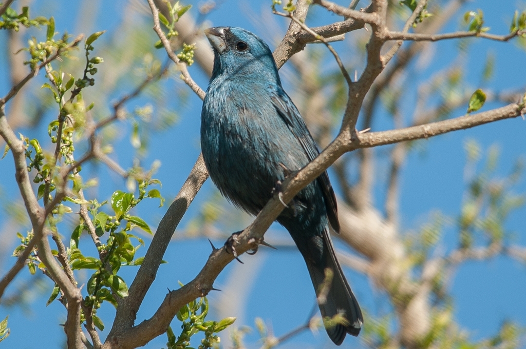 Glaucous-blue Grosbeak in November 2022 by Nino Ancherama · iNaturalist