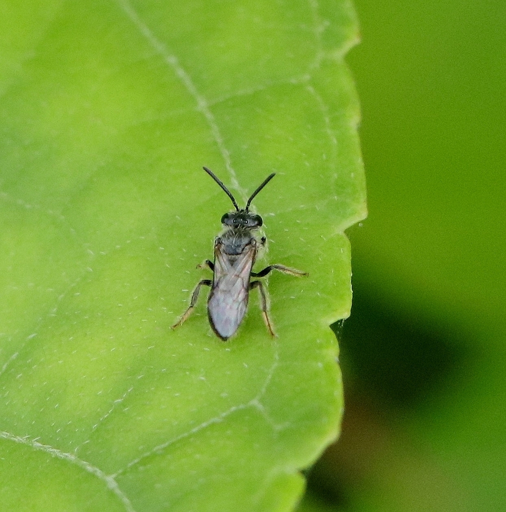 Lasioglossum from Azhikkal Beach on August 3, 2023 at 08:17 AM by Afsar ...