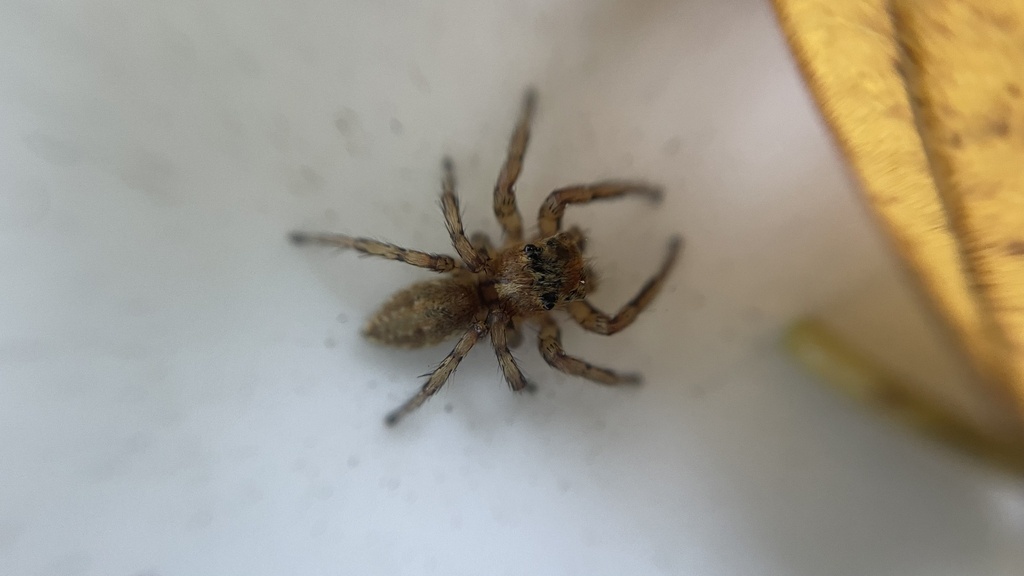 Plexippoides doenitzi in November 2023 by eggseries · iNaturalist