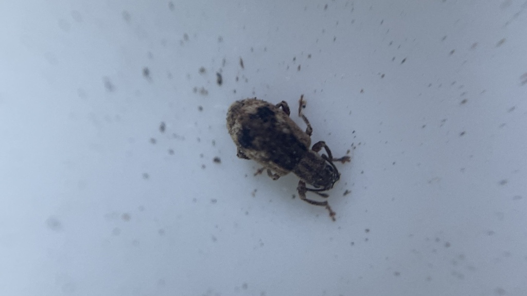 Peach Root Weevil in November 2023 by eggseries · iNaturalist