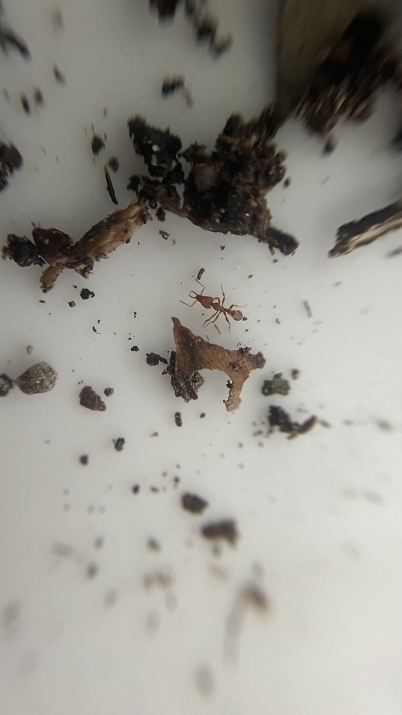 Mustache and Pygmy Snapping Ants in November 2023 by eggseries ...