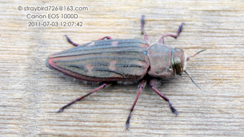 Chrysobothris chrysostigma from 中国北京市门头沟区 on July 3, 2011 at 12:07 PM ...