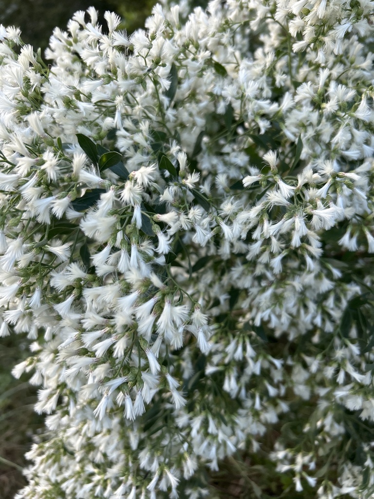 groundsel tree from Hilton Head Island, Hilton Head Island, SC, US on ...