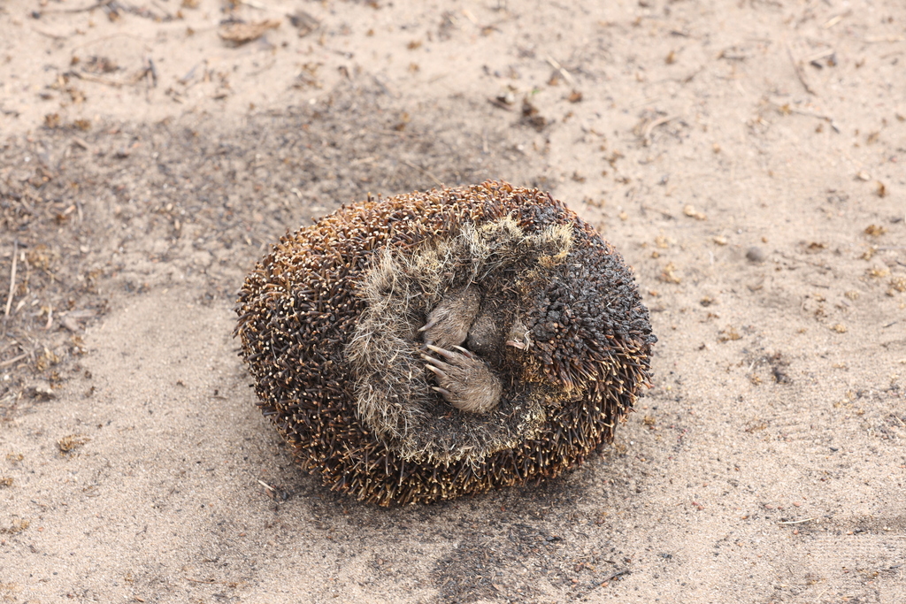Daurian Hedgehog from Khalkhgol, Mongolia on April 14, 2023 at 04:38 AM ...