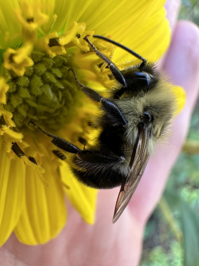 Common Eastern Bumble Bee from Clemence Loop, Murrells Inlet, SC, US on ...