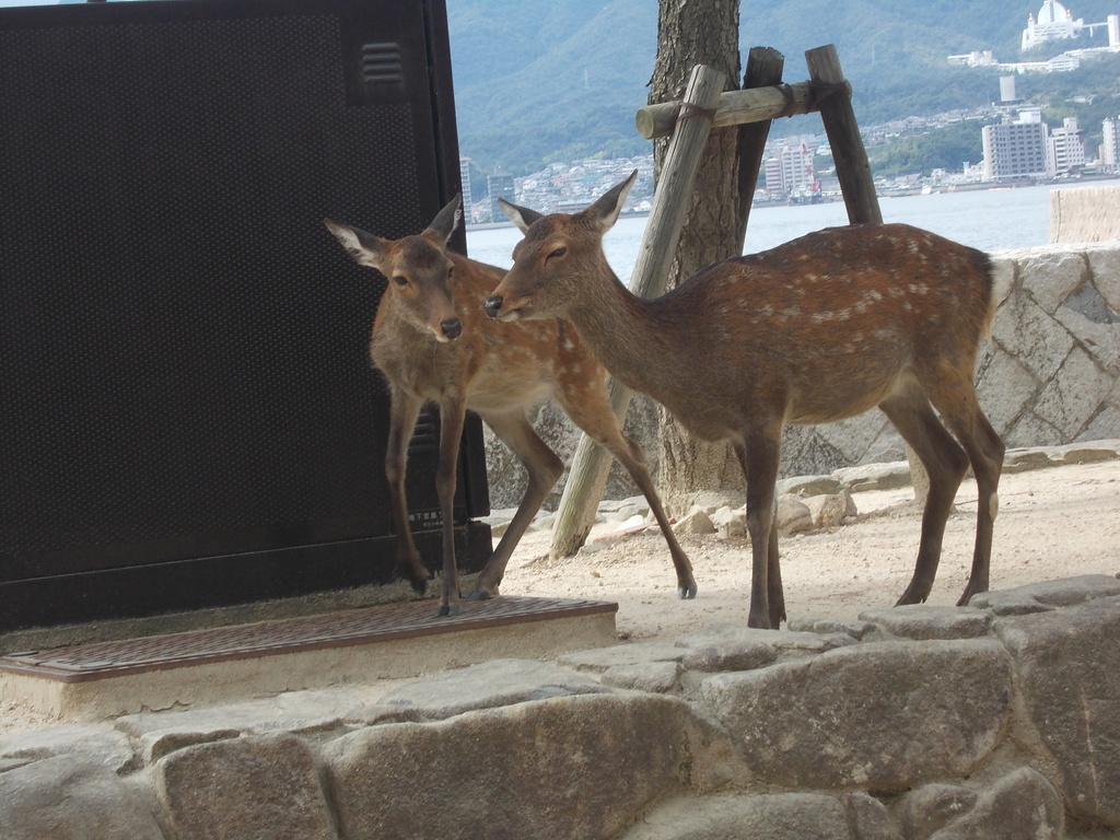 Honshū Sika Deer from Setonaikai National Park, Hatsukaichi, Hiroshima ...