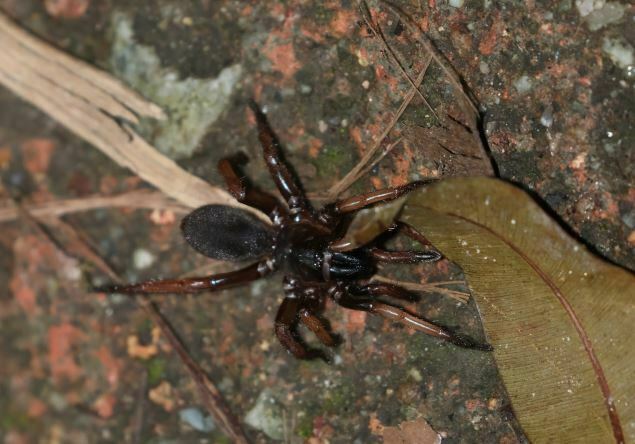 Damarchus workmani from Bukit Panjang, Singapore on November 3, 2023 at ...