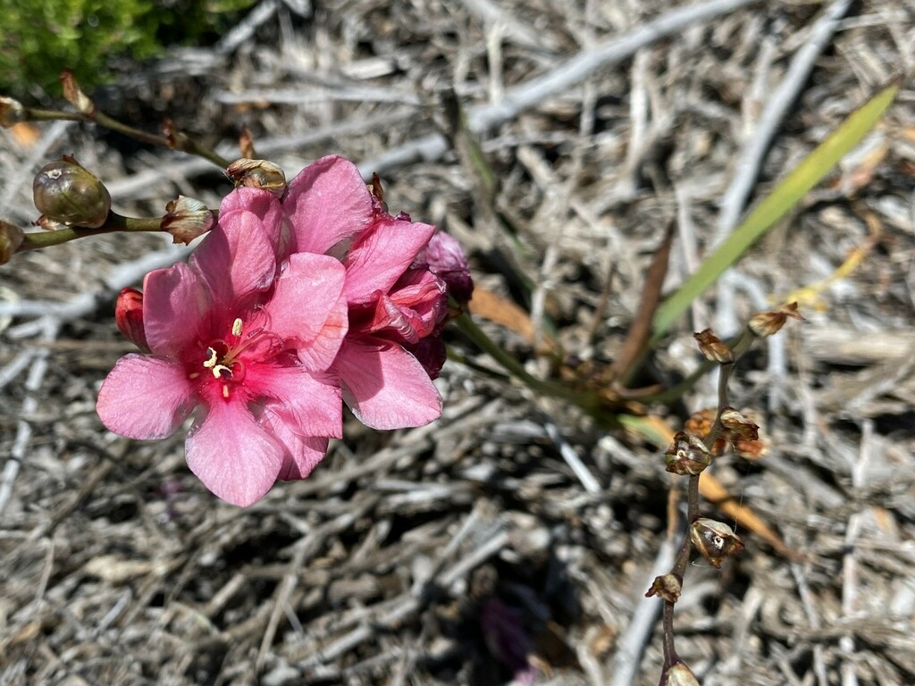Tritonia squalida from Still Bay East, Still Bay, 6674, South Africa on ...