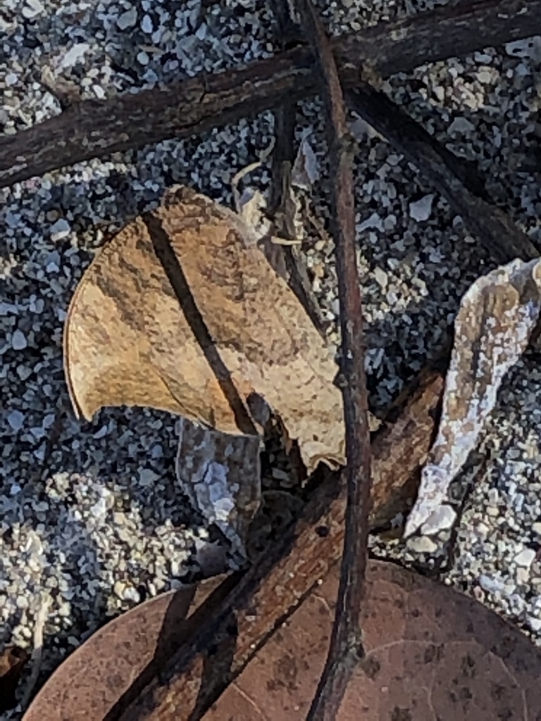 Anaea troglodyta ssp. minor (Butterflies of Montserrat) · iNaturalist
