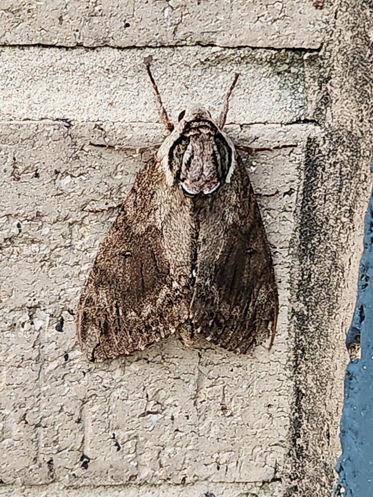 Catalpa Sphinx from Columbia, MD, USA on August 20, 2023 at 06:45 AM by ...