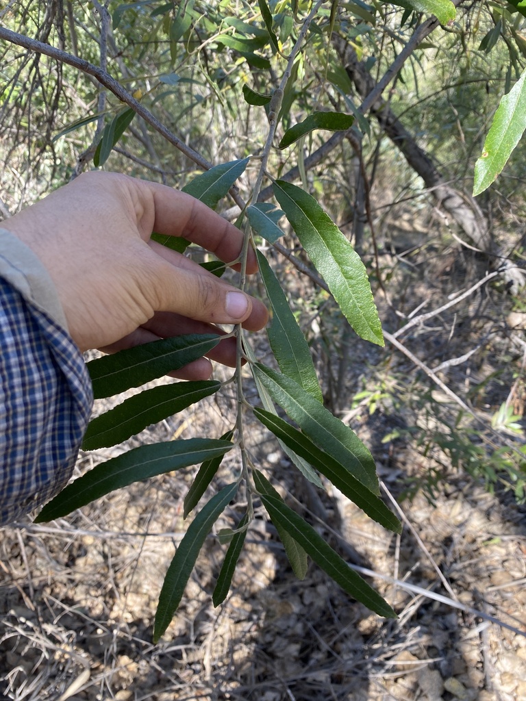 Arroyo Willow from Oak Grove Dr, Redlands, CA, US on November 1, 2023 ...