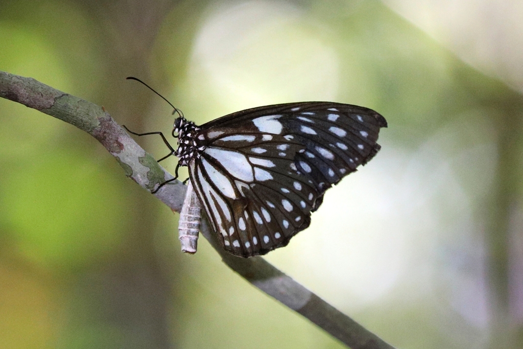 Tirumala choaspes in October 2023 by jessicako · iNaturalist