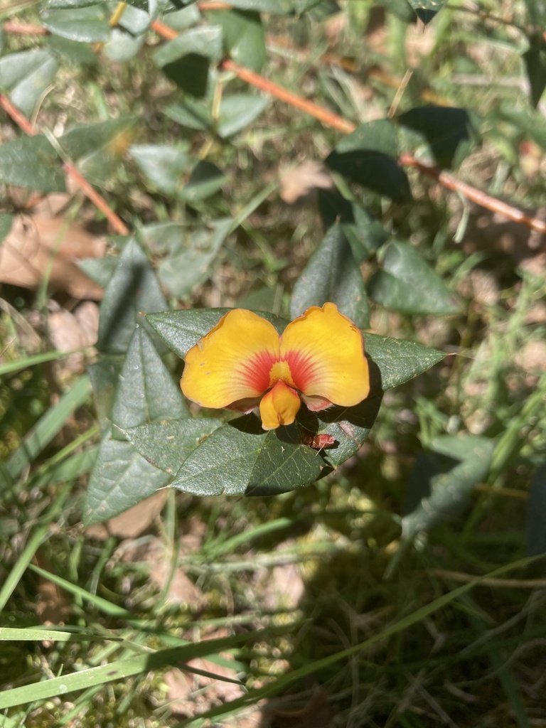 Common Flat-pea from Myers Rd, Balnarring, VIC, AU on October 19, 2023 ...