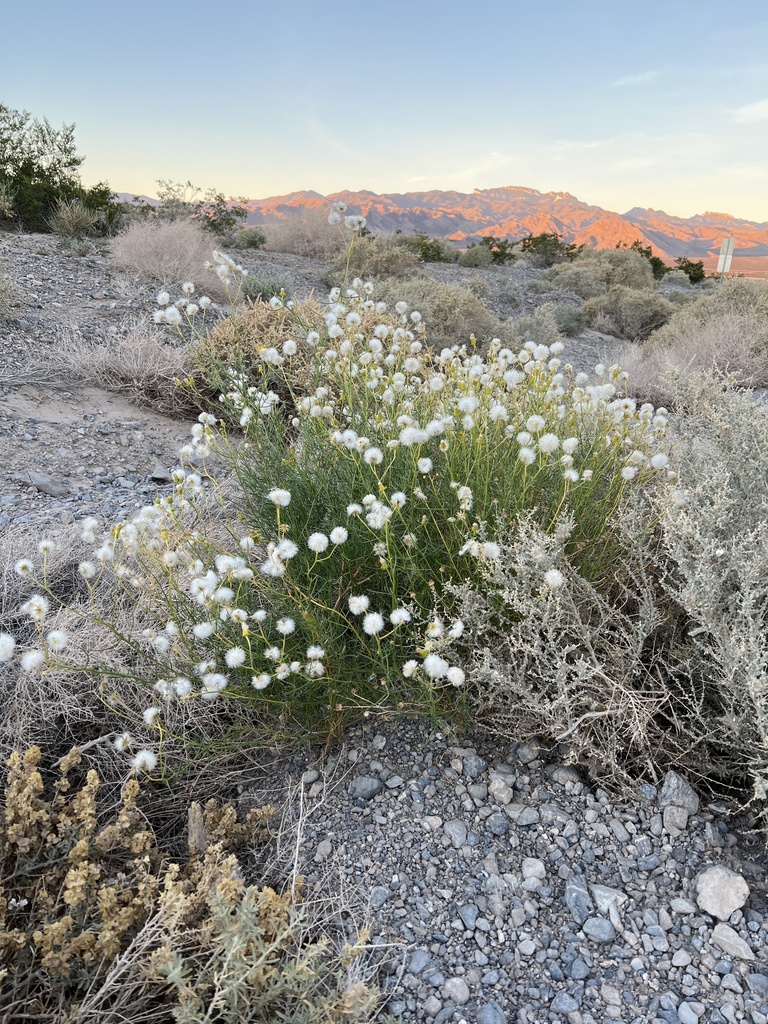 threadleaf groundsel from Desert National Wildlife Refuge, Las Vegas ...