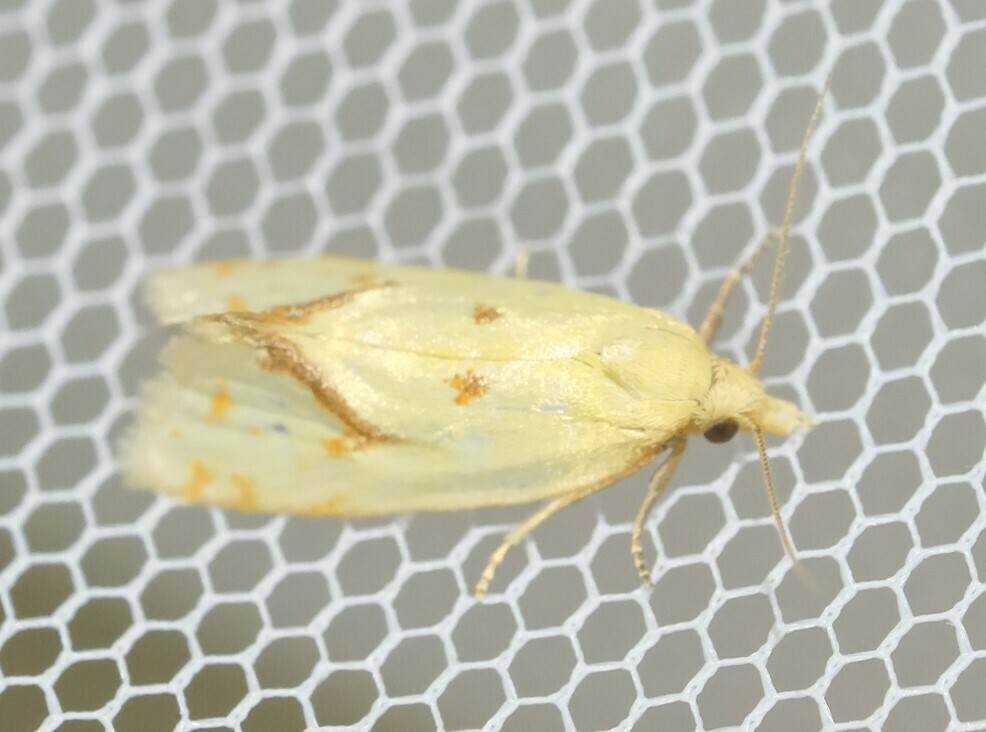 Common Yellow Conch from Lindhorst, Deutschland on June 23, 2022 at 12: ...