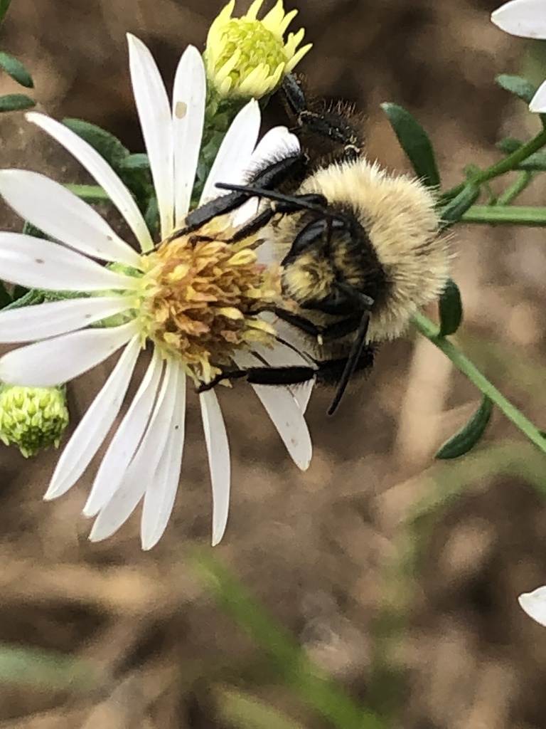 Common Eastern Bumble Bee from Kirby Smith Dr, Wilmington, NC, US on ...