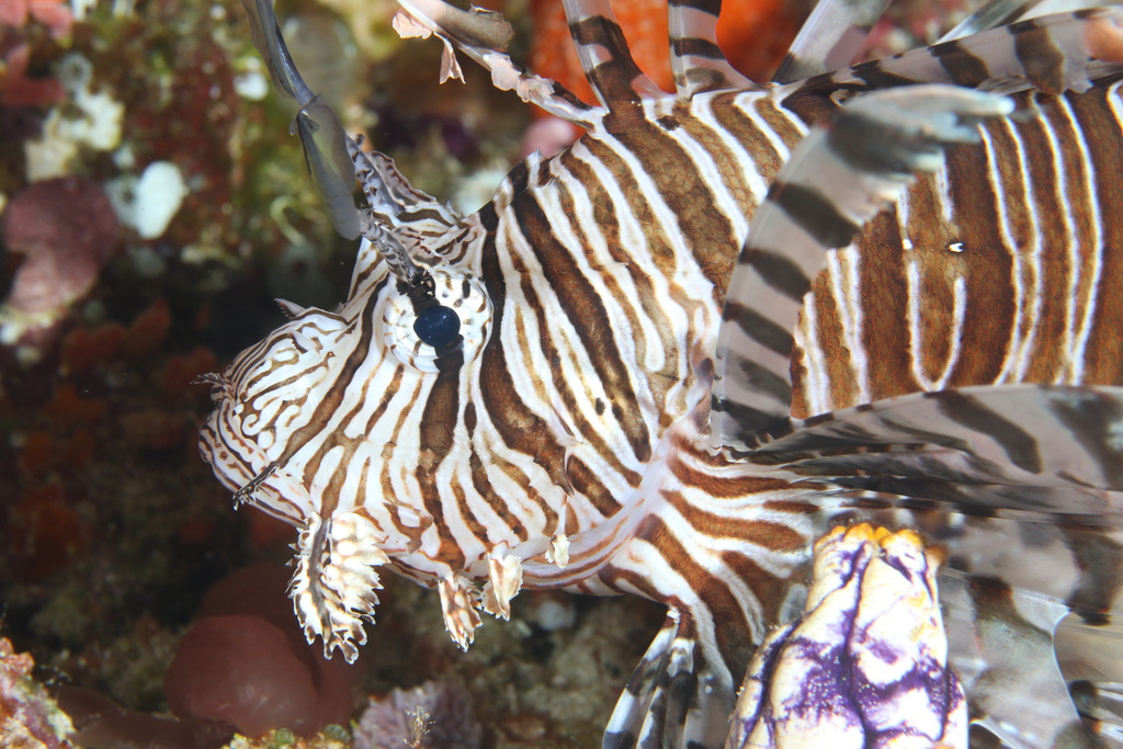 Common Lionfish from Cook, QLD, Australia on October 26, 2023 at 08:42 ...