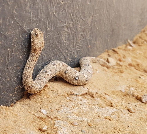Namaqua Dwarf Adder (Bitis schneideri) - Snakes and Lizards