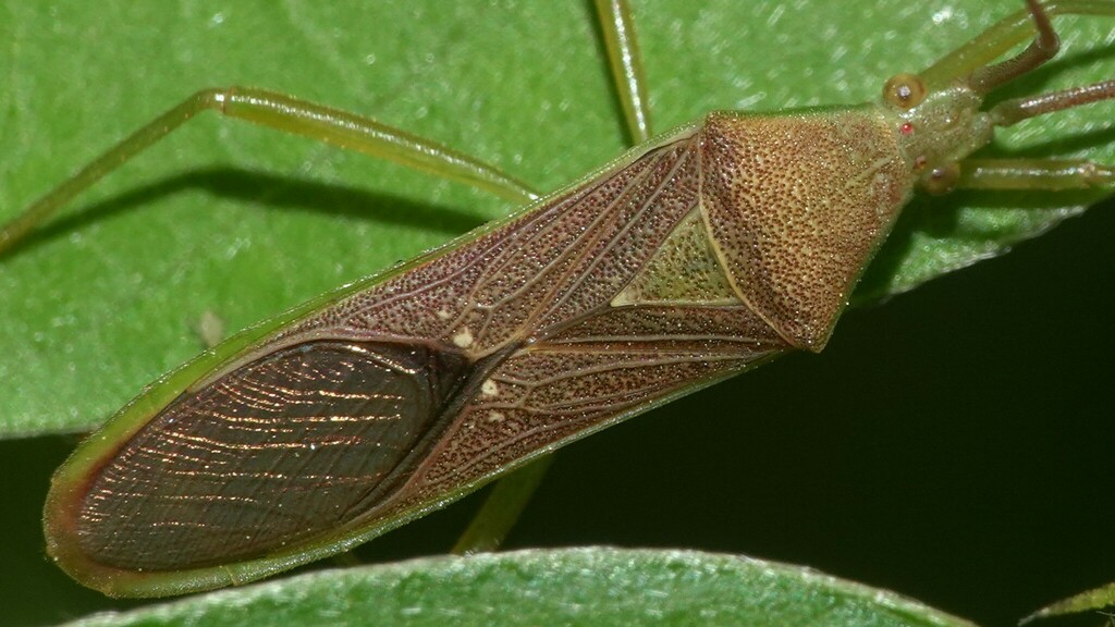 Homoeocerus relatus from Bhandup Pumping Station on October 24, 2023 at ...