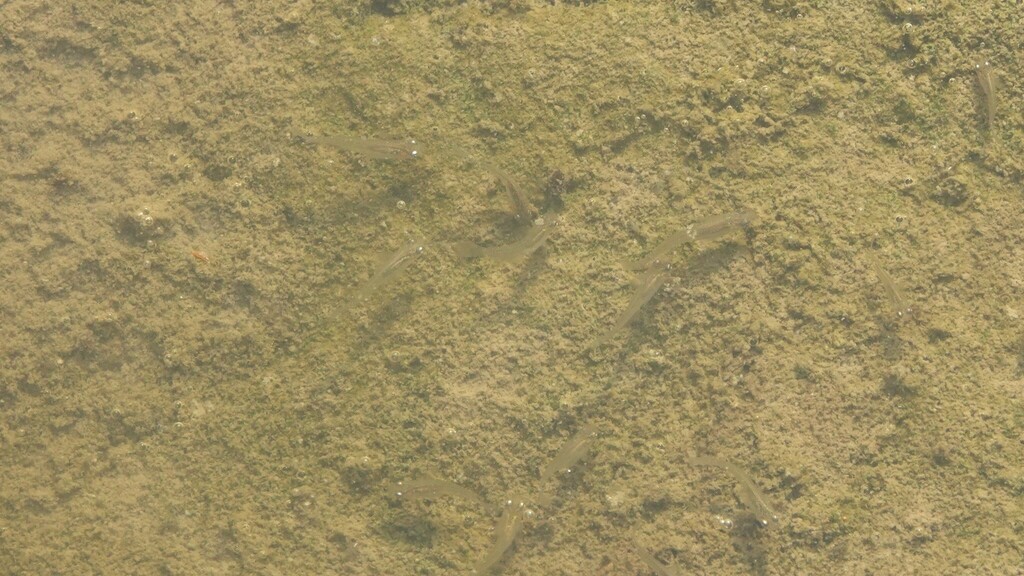 Indian Ricefish from Bhandup Pumping Station on October 24, 2023 at 09: ...