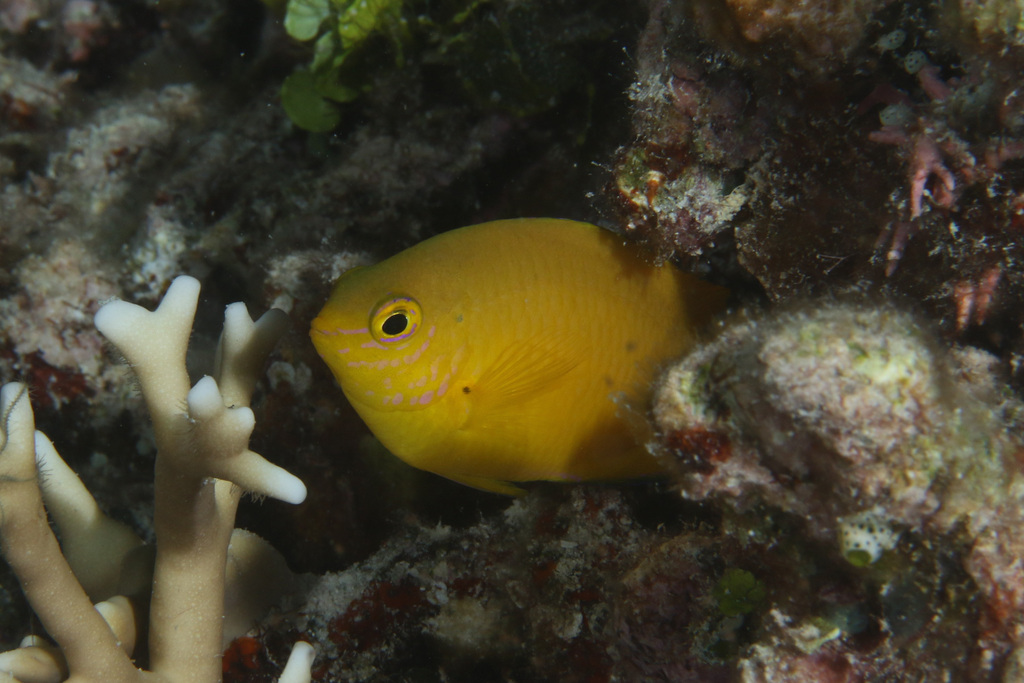 Lemon Damsel on October 26, 2023 at 06:33 PM by Mark Rosenstein ...