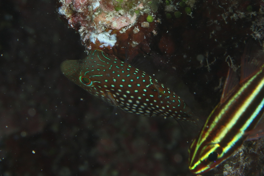 Honeycomb Toby on October 26, 2023 at 06:37 PM by Mark Rosenstein ...