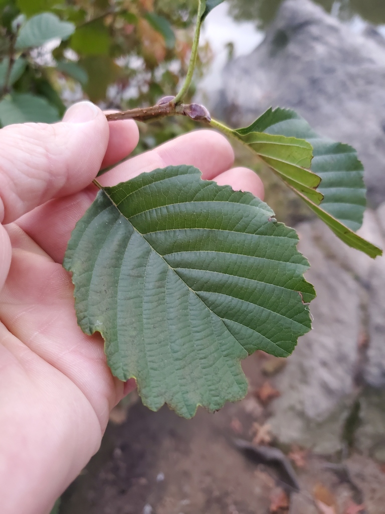 grey alder from Manhattan, New York, NY, USA on October 27, 2023 at 07: ...