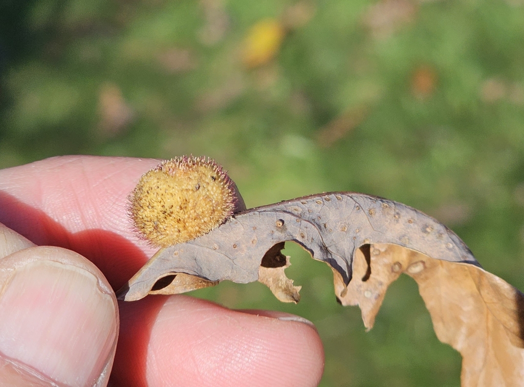 Hedgehog Gall Wasp in November 2023 by rkluzco · iNaturalist